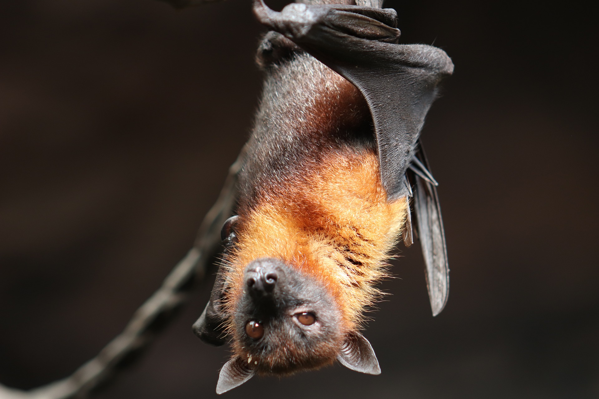 CDC warns of increase in bat rabies cases in the U.S.