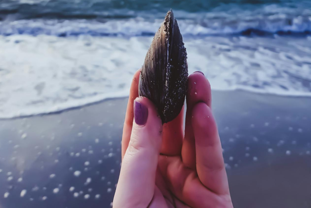 Esta concha podría ser el próximo símbolo del estado de California